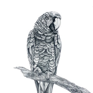 Parrot Pencil Drawing Original - Etsy