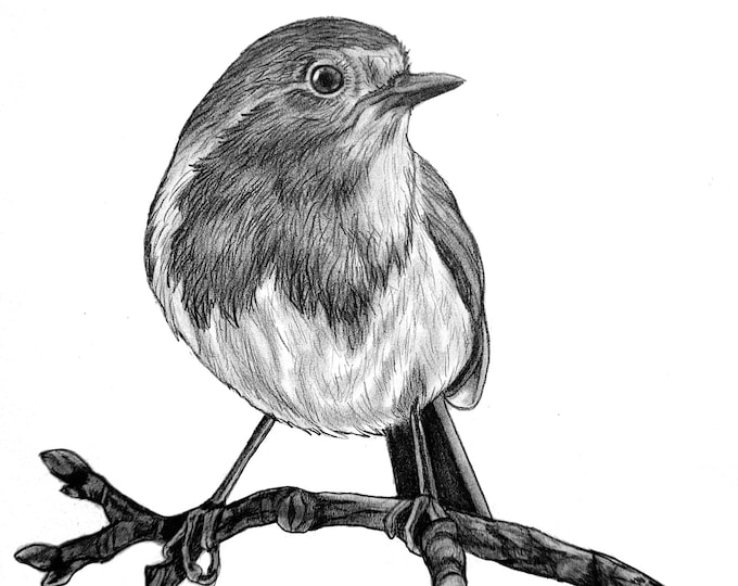 Robin Original Bird Pencil Drawing - 119 - Etsy