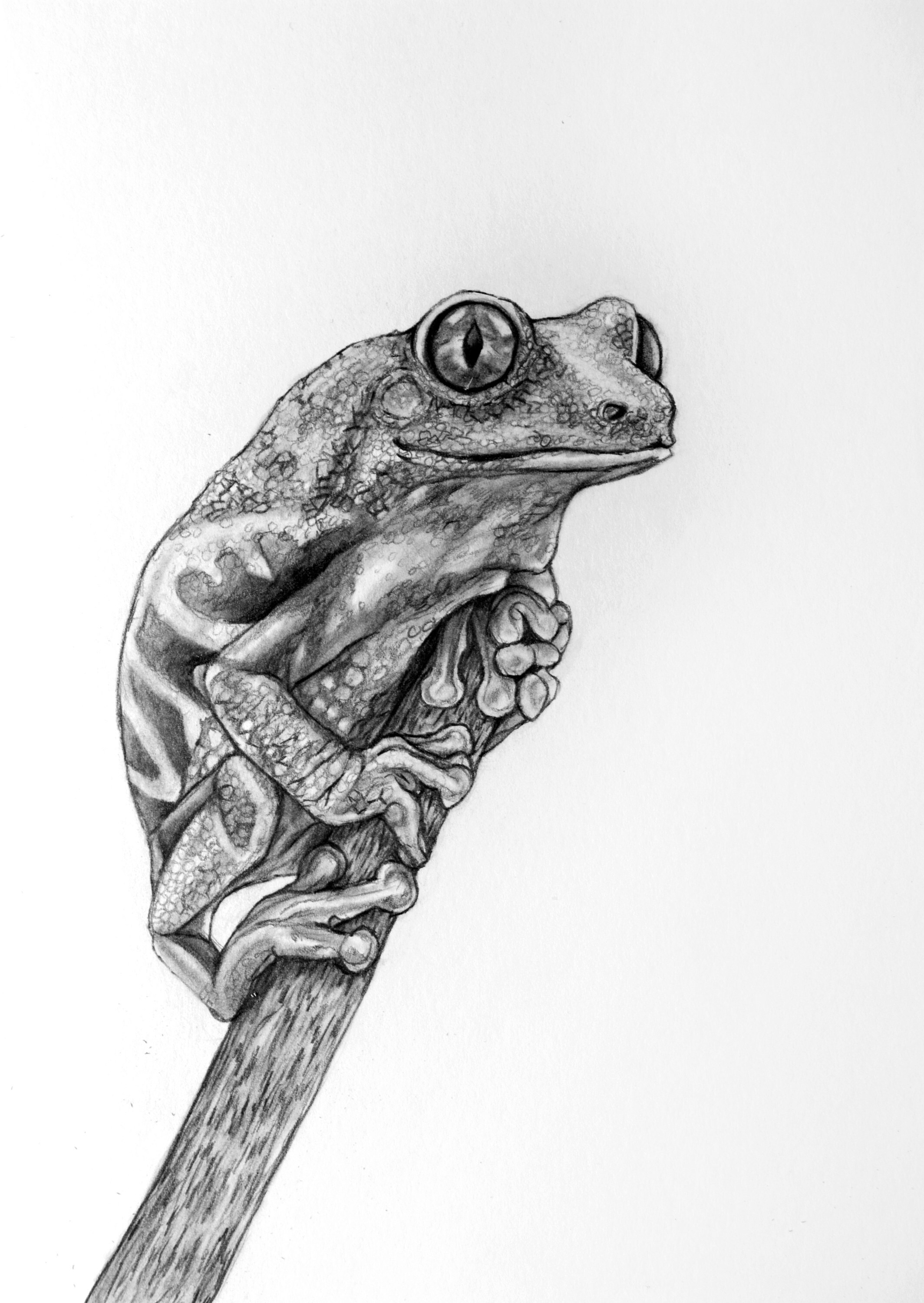 How To Draw A Realistic Tree Frog