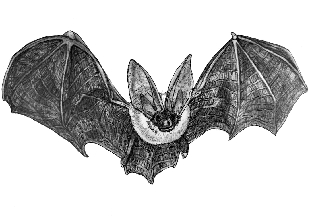 Original Bat Pencil Drawing - 132 - Etsy