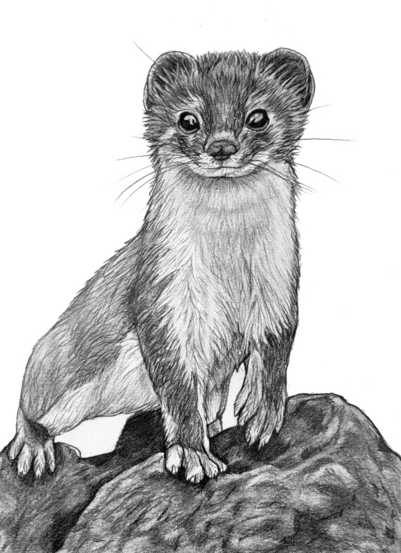 Mink Sketches
