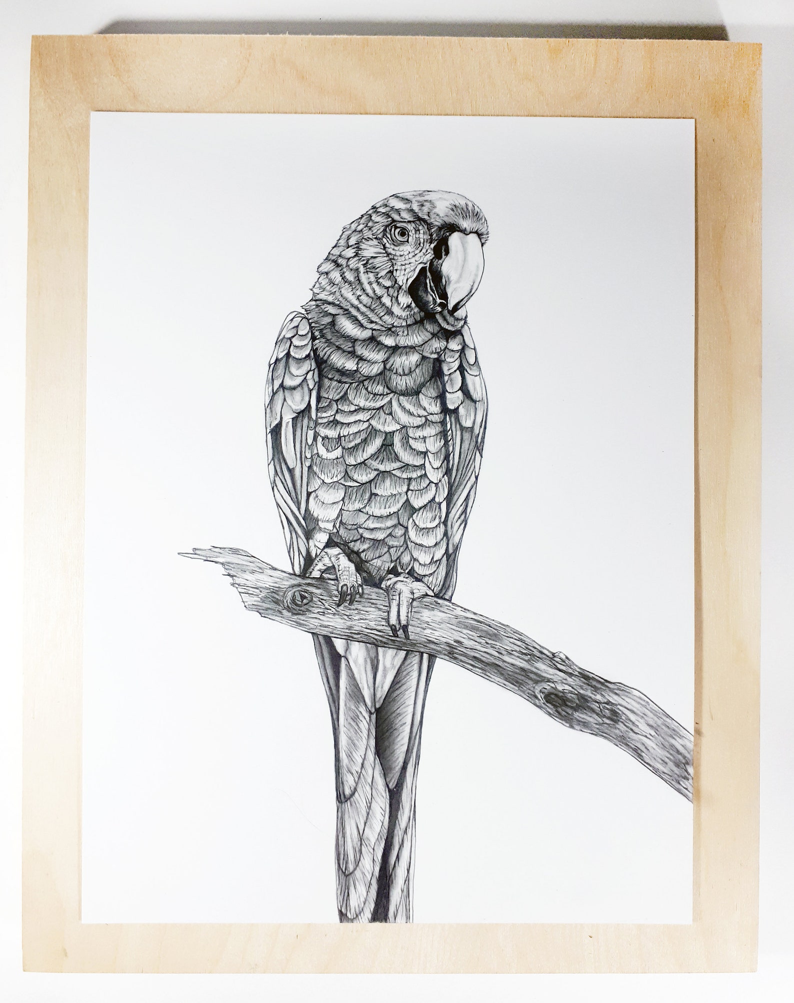 Parrot Pencil Drawing Original - Etsy