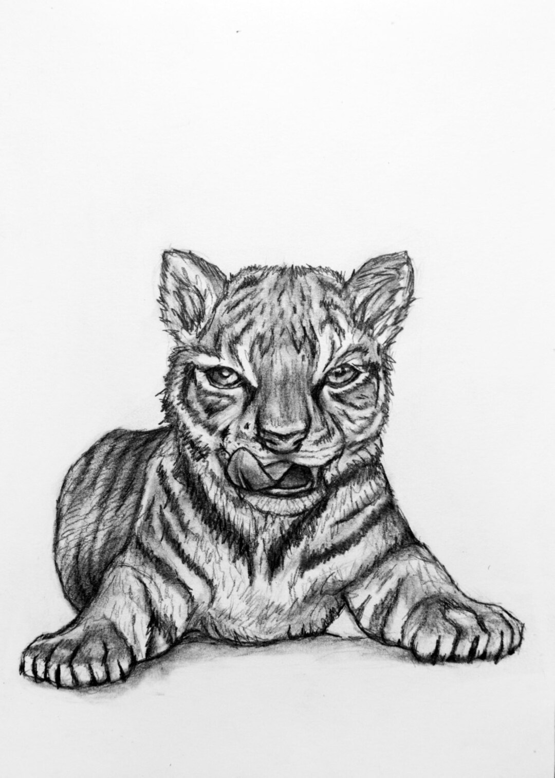Pencil Illustration - Tiger Cub 57 - Etsy