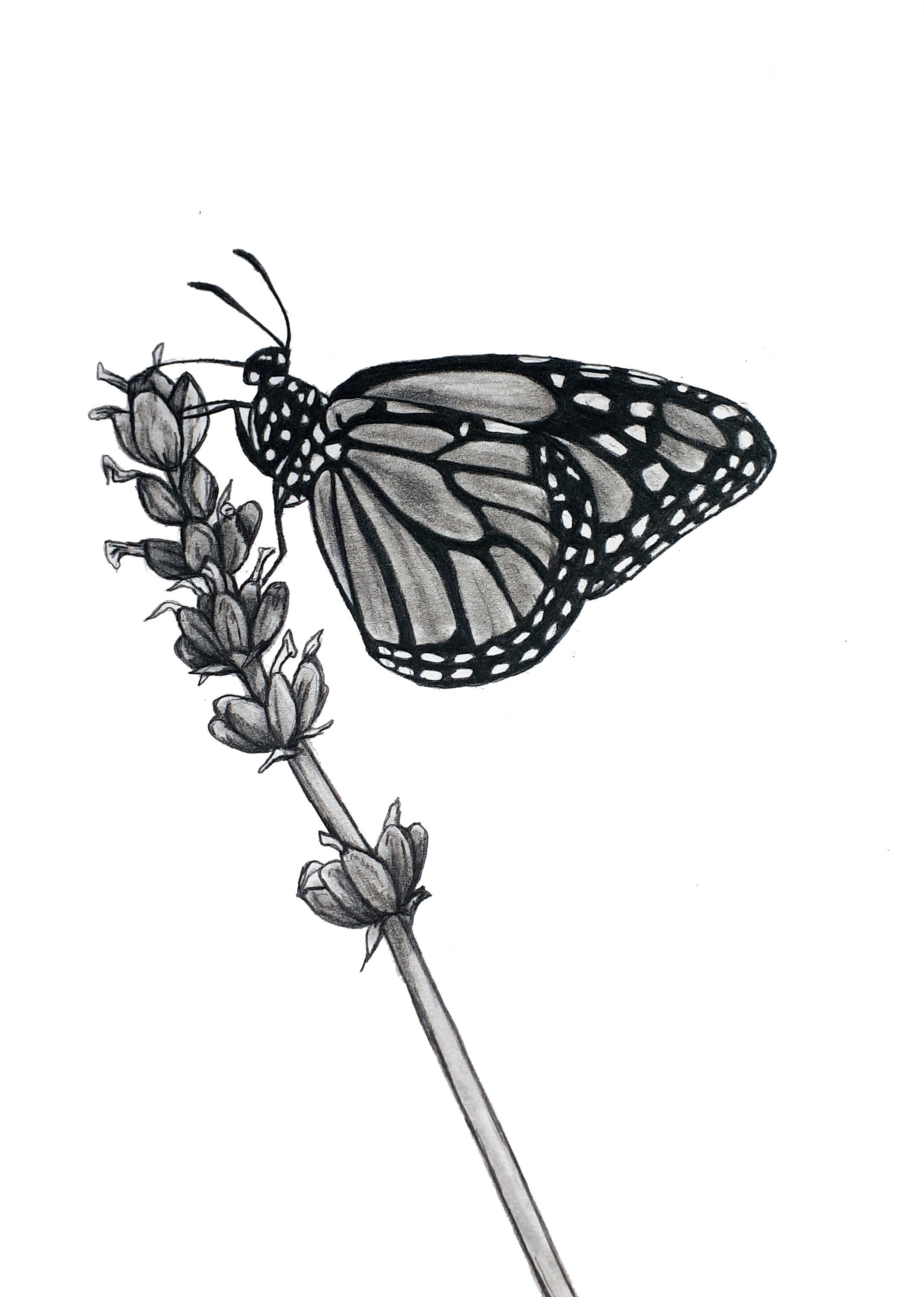 Butterfly Coming Out Of Cocoon Drawing