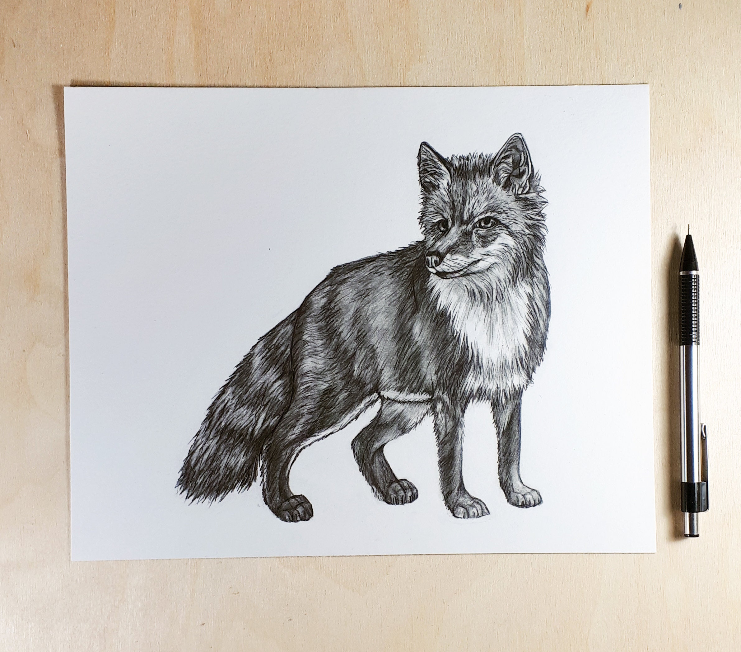 Red Fox Pencil Drawing