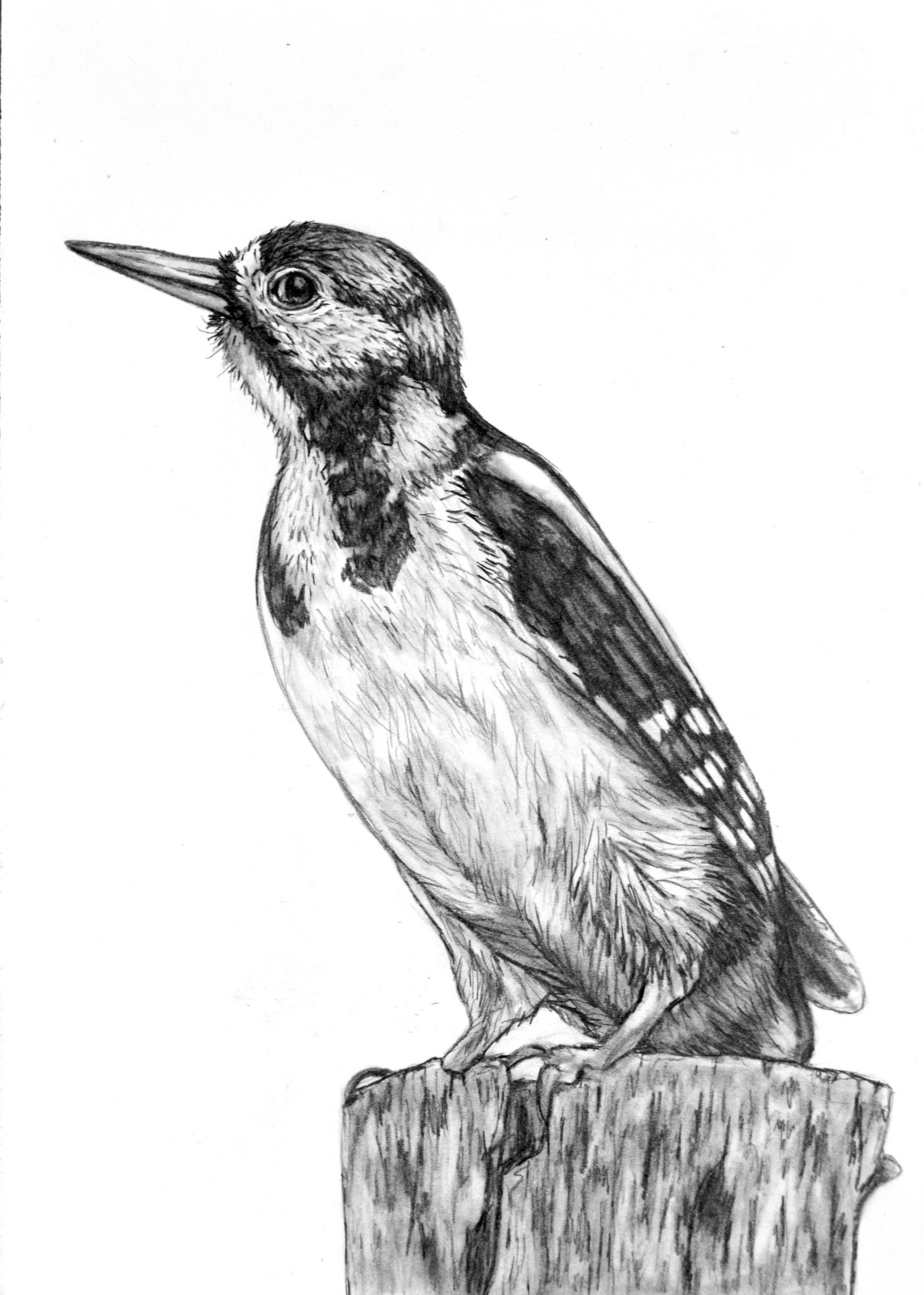 Woodpecker Pencil Drawing Original 81 - Etsy New Zealand