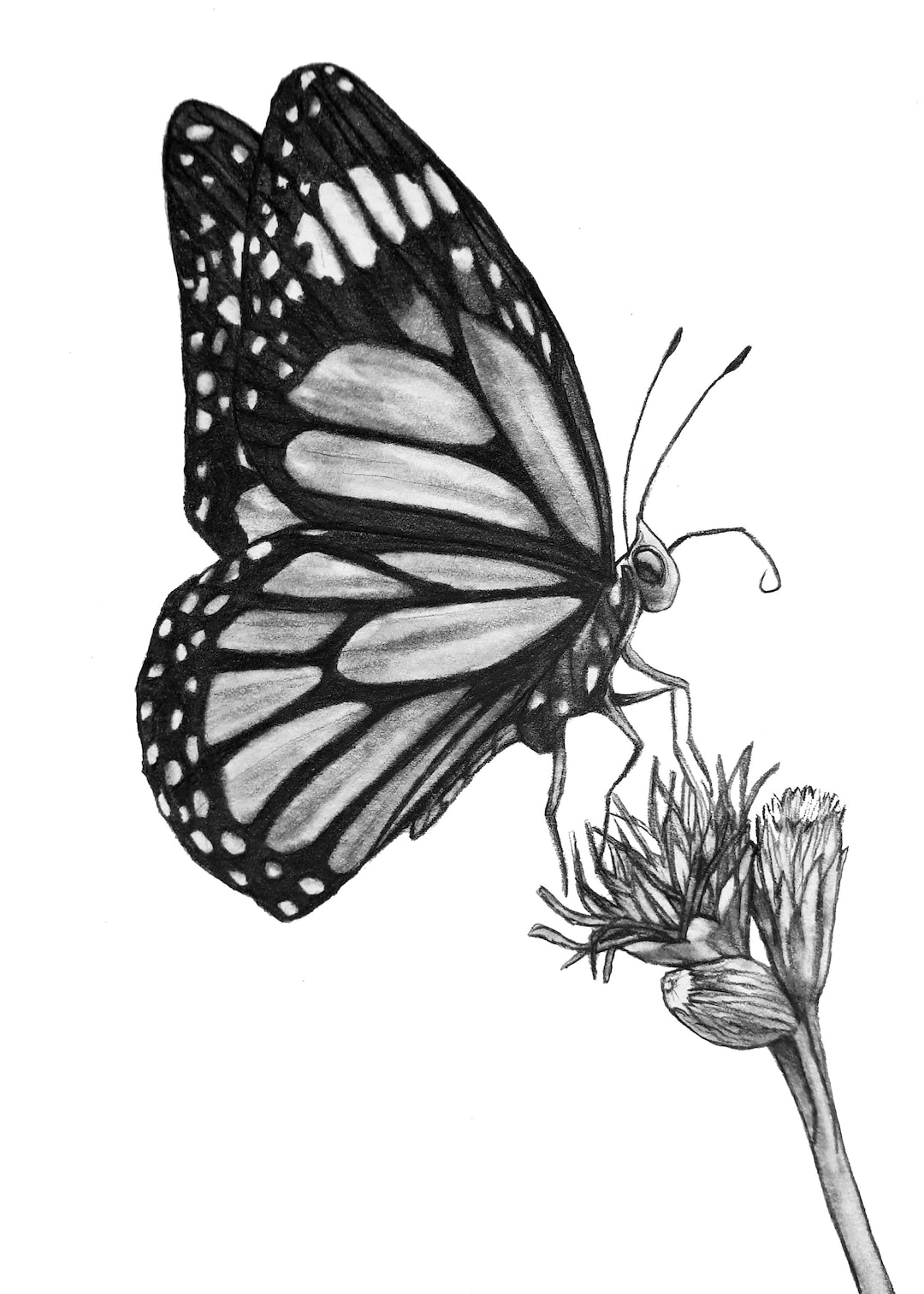 Dibujo a lápiz original de mariposa 116 - Etsy España