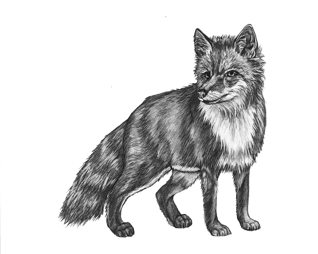 Red Fox Original Pencil Drawing - 16 - Etsy