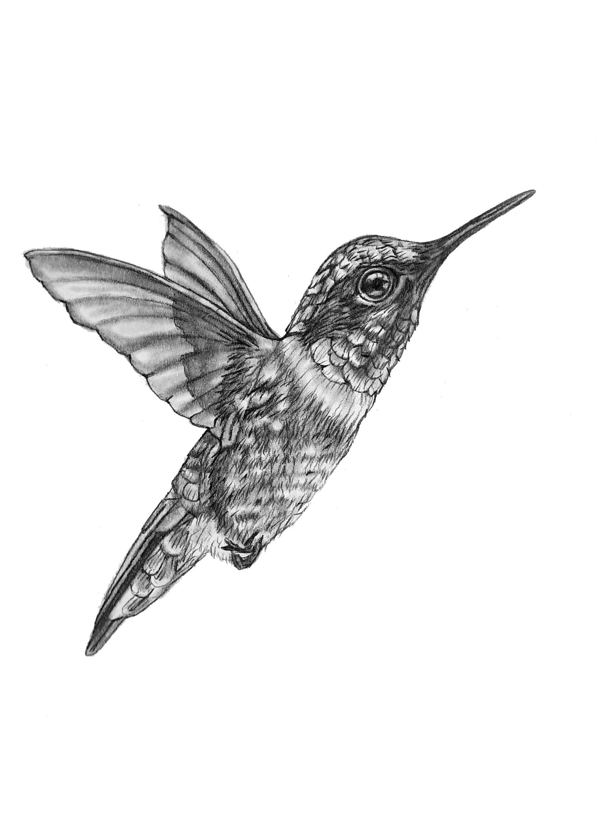 Hummingbird In Flight Drawing