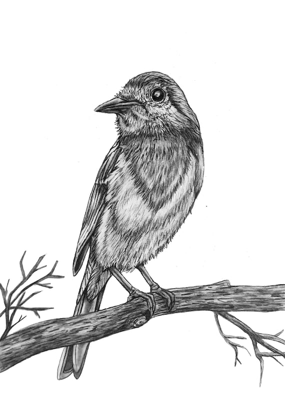 Robin on a Branch Original Pencil Drawing 98 - Etsy Canada
