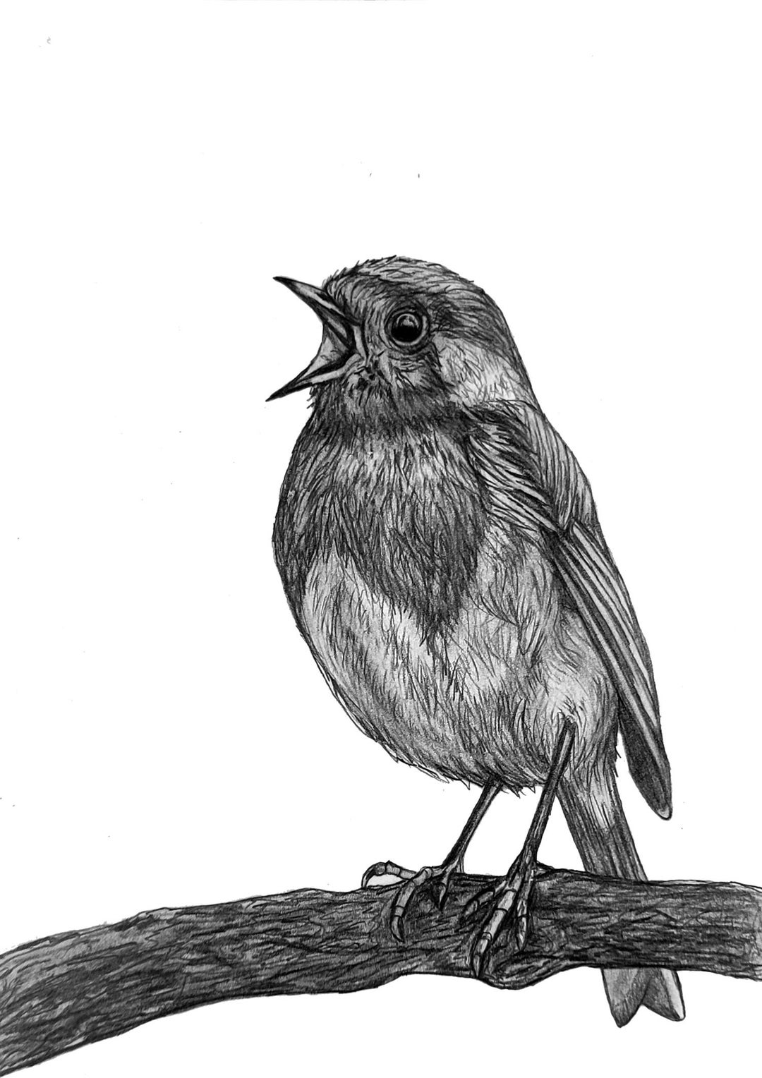 Original Robin Pencil Drawing - 131 - Etsy