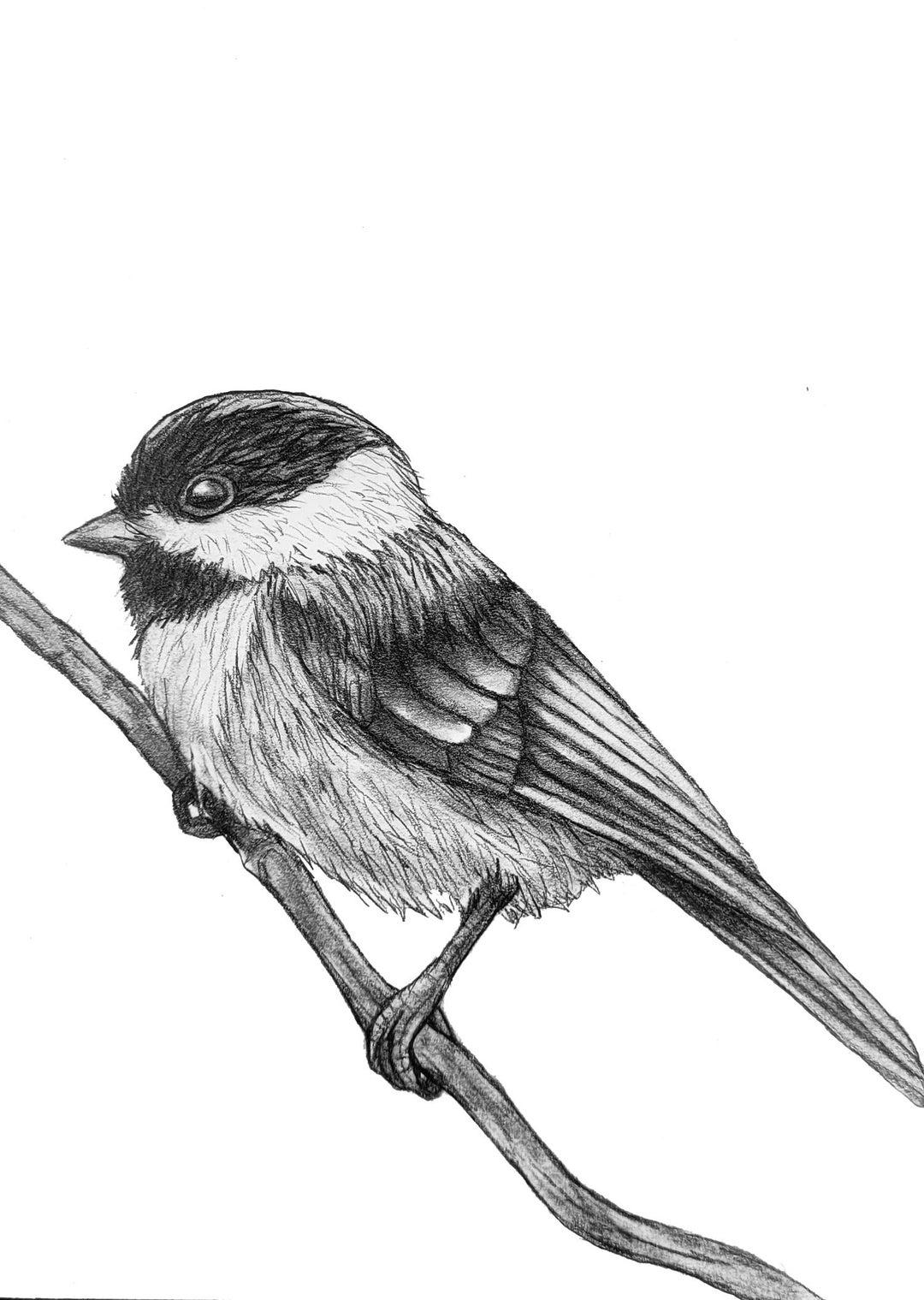 Original Chickadee Pencil Drawing - 129 - Etsy