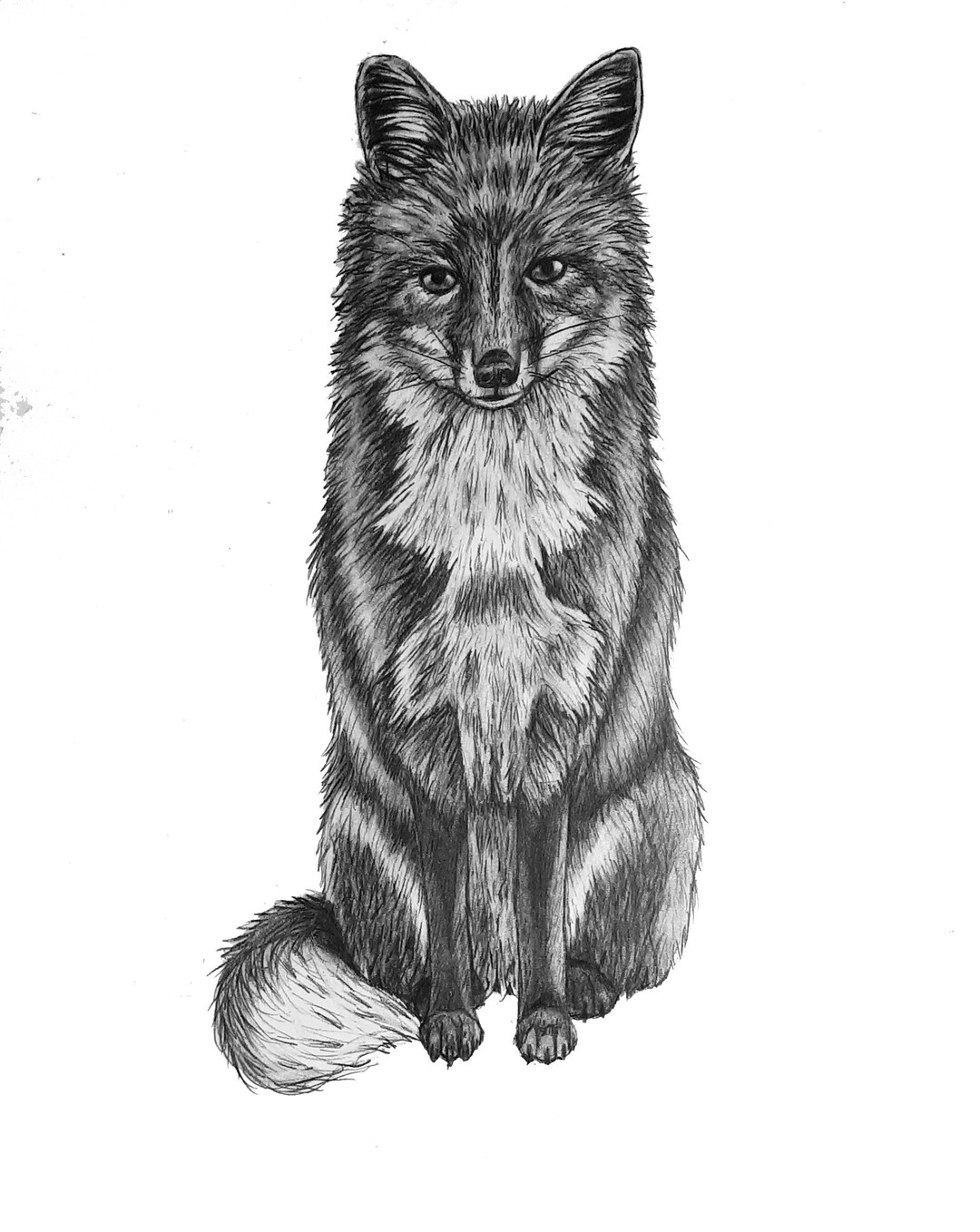 Red Fox Original Pencil Drawing - 17 - Etsy