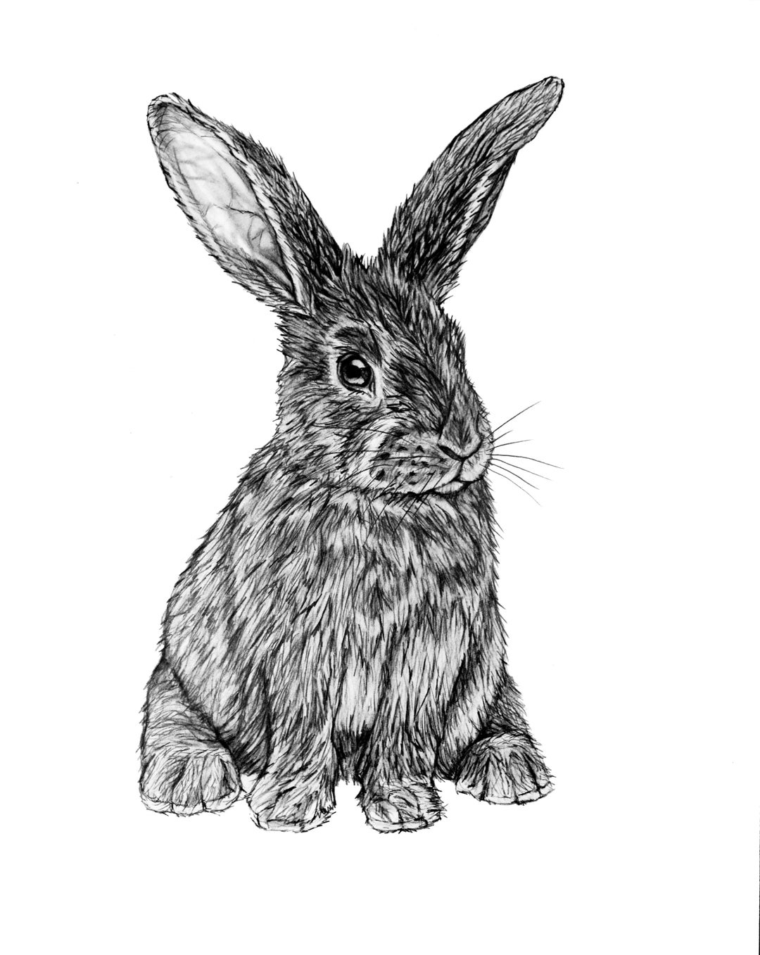 Bunny Rabbit Fine Art Print - Etsy