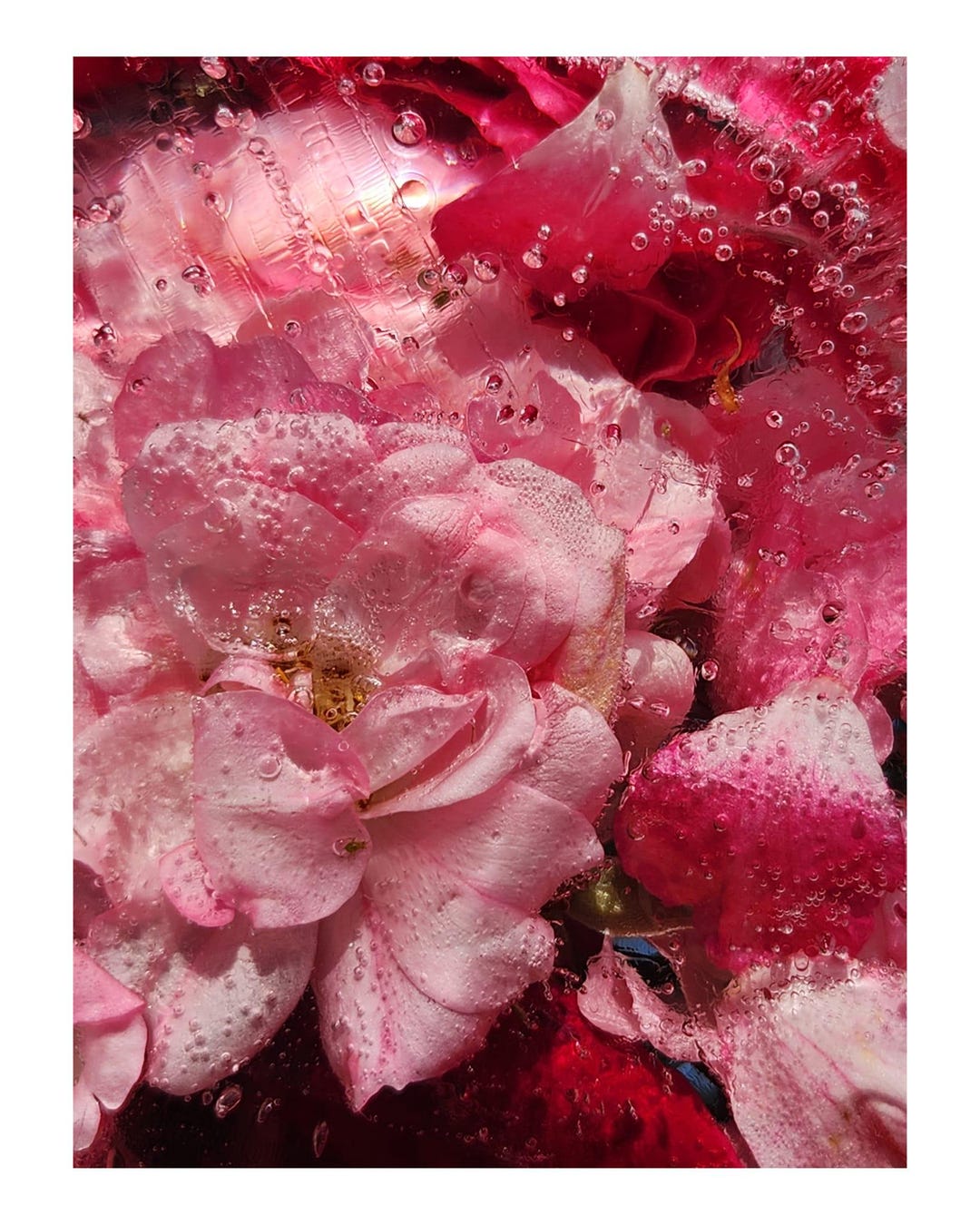Frozen Roses Poster Print A3 - Etsy
