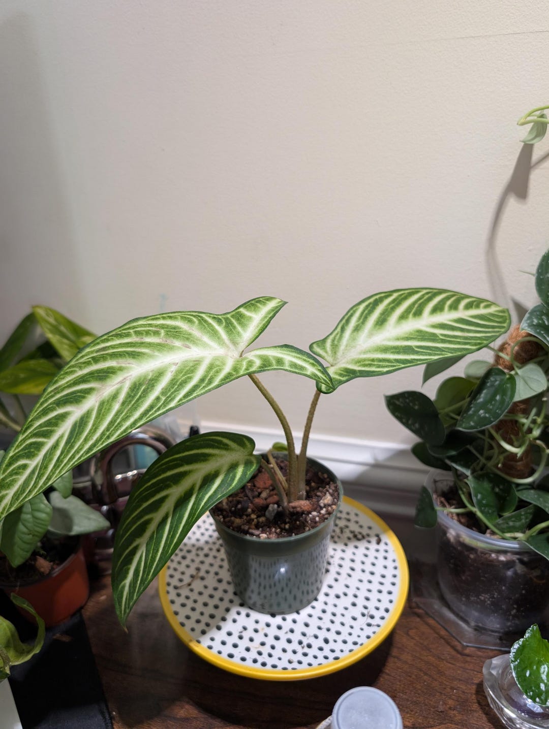 Rare & Beautiful Phyllotaenium Lindenii Laceleaf Aroid Houseplant - Etsy