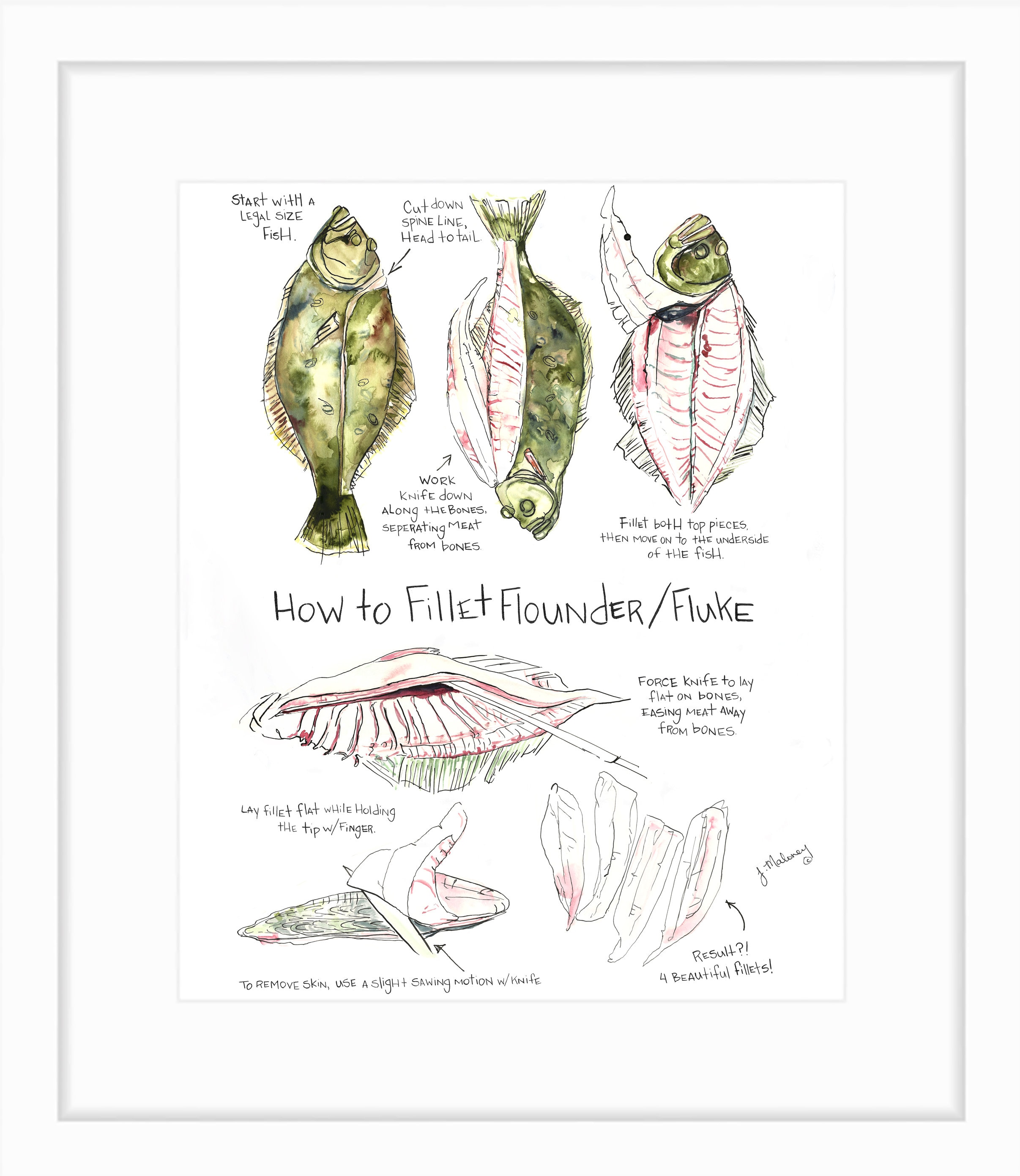 How to Fillet a Flounder/Fluke — Jackie Maloney Studio