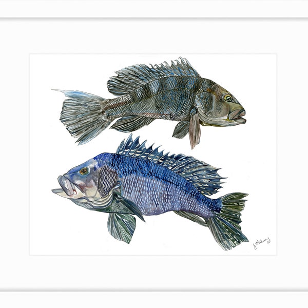 Bass Watercolor - Etsy