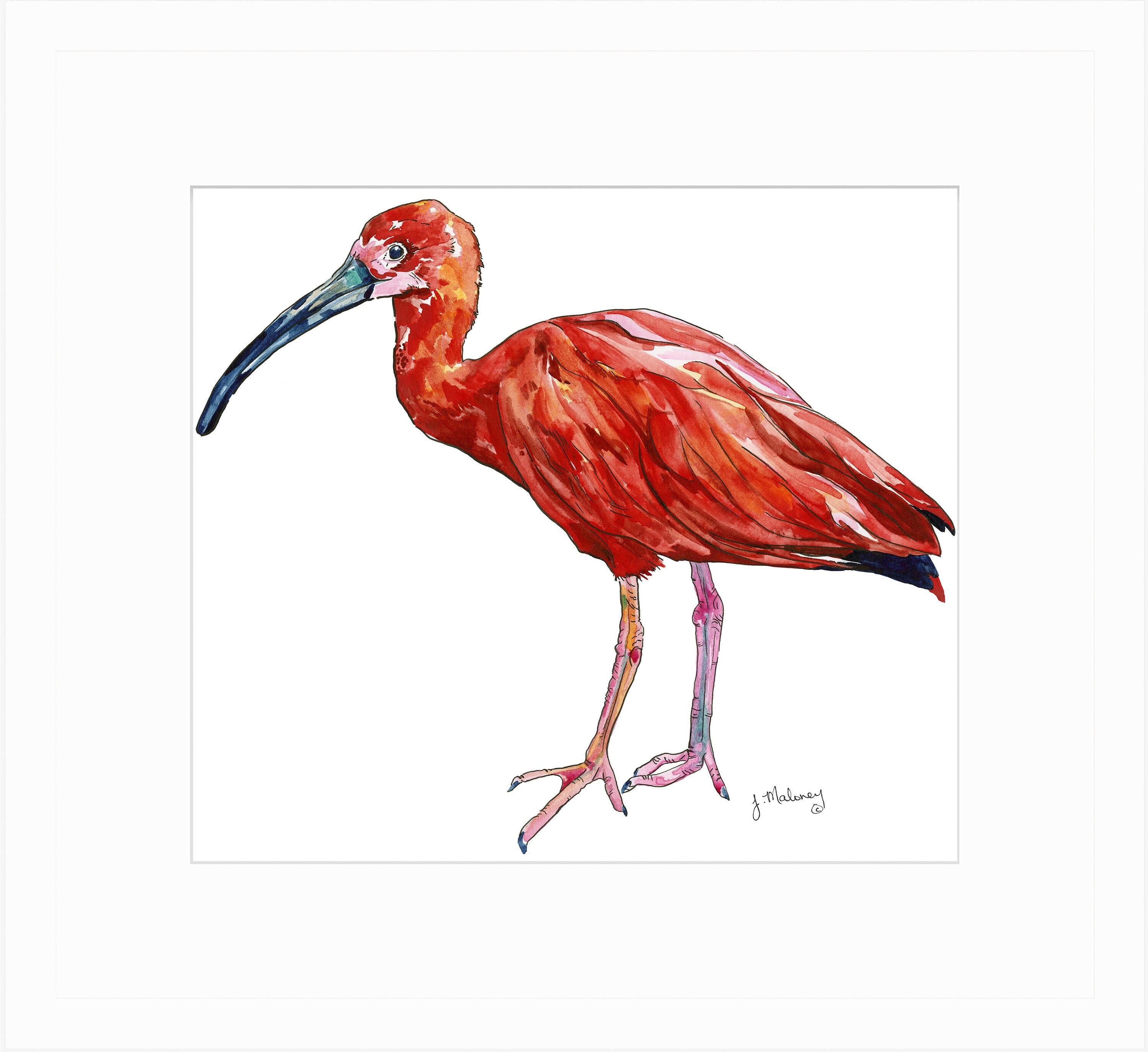 Scarlet Ibis - Etsy