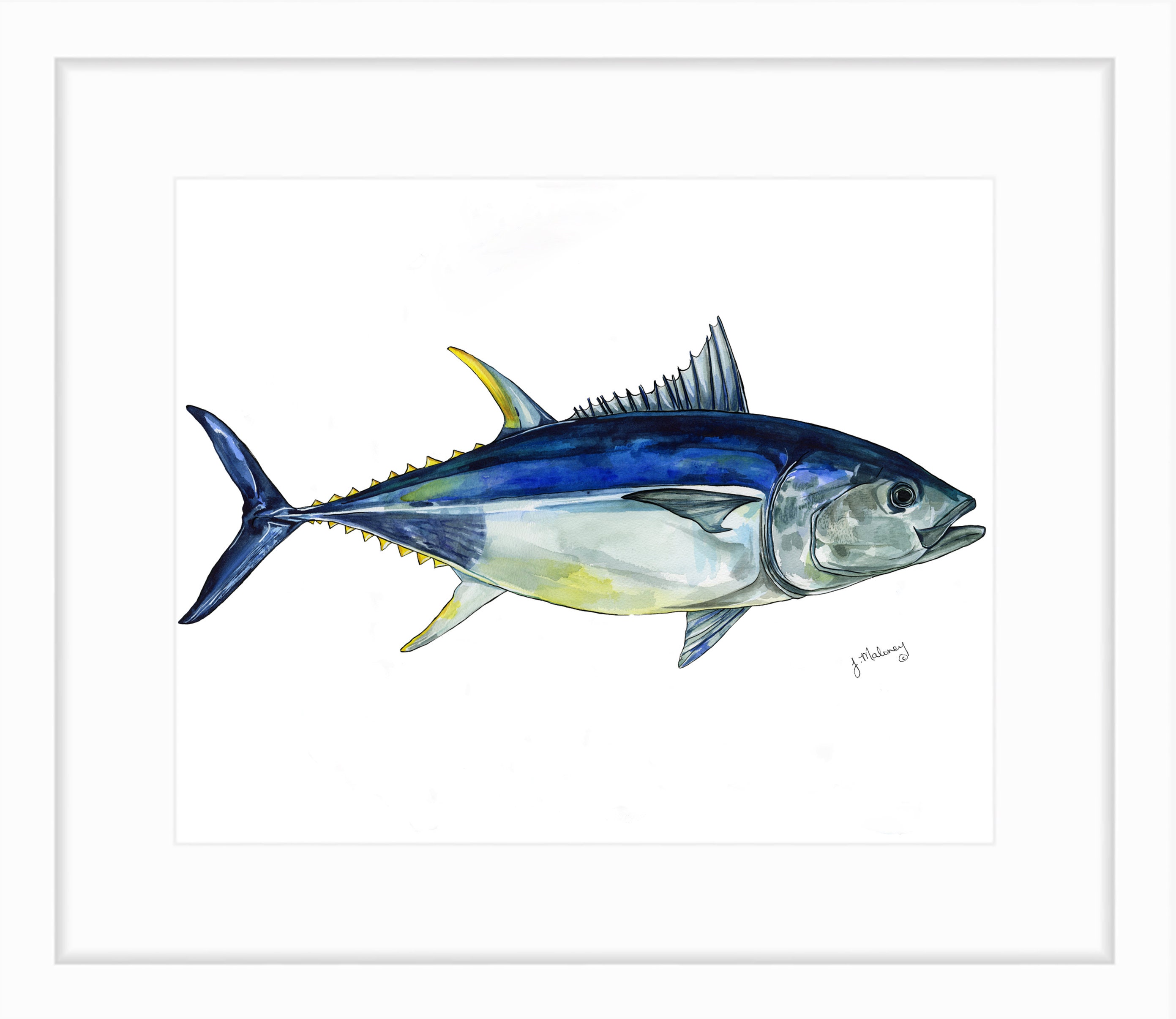 Atlantic Bluefin Tuna Drawing