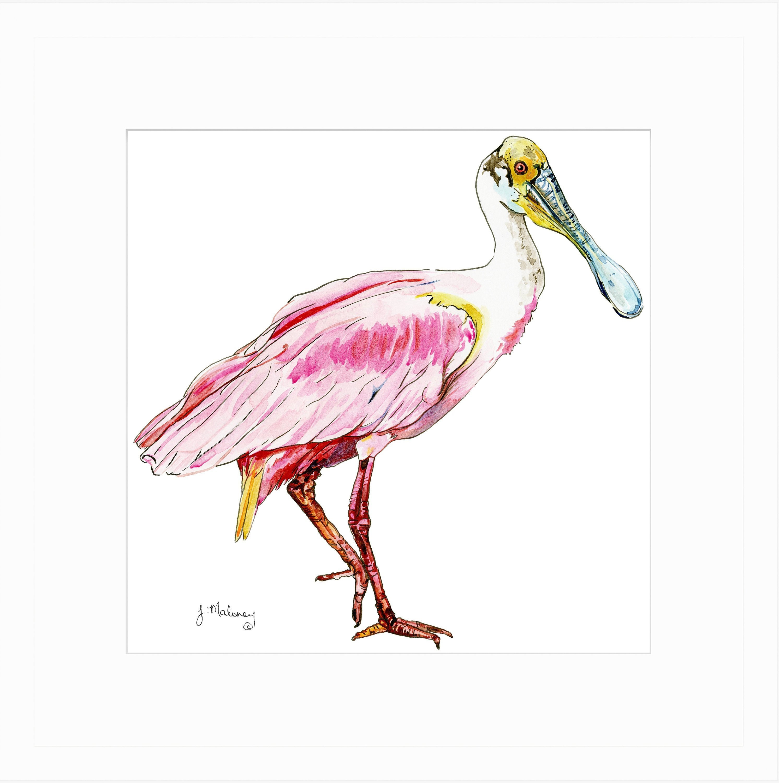 Roseate Spoonbill - Etsy