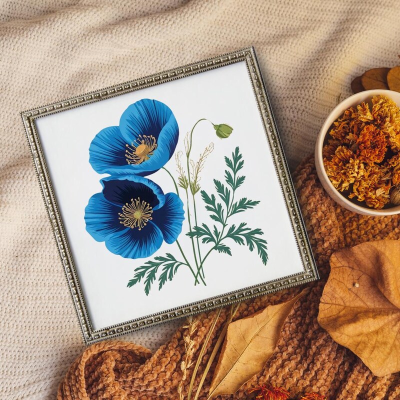 Himalayan Blue Poppy - Etsy
