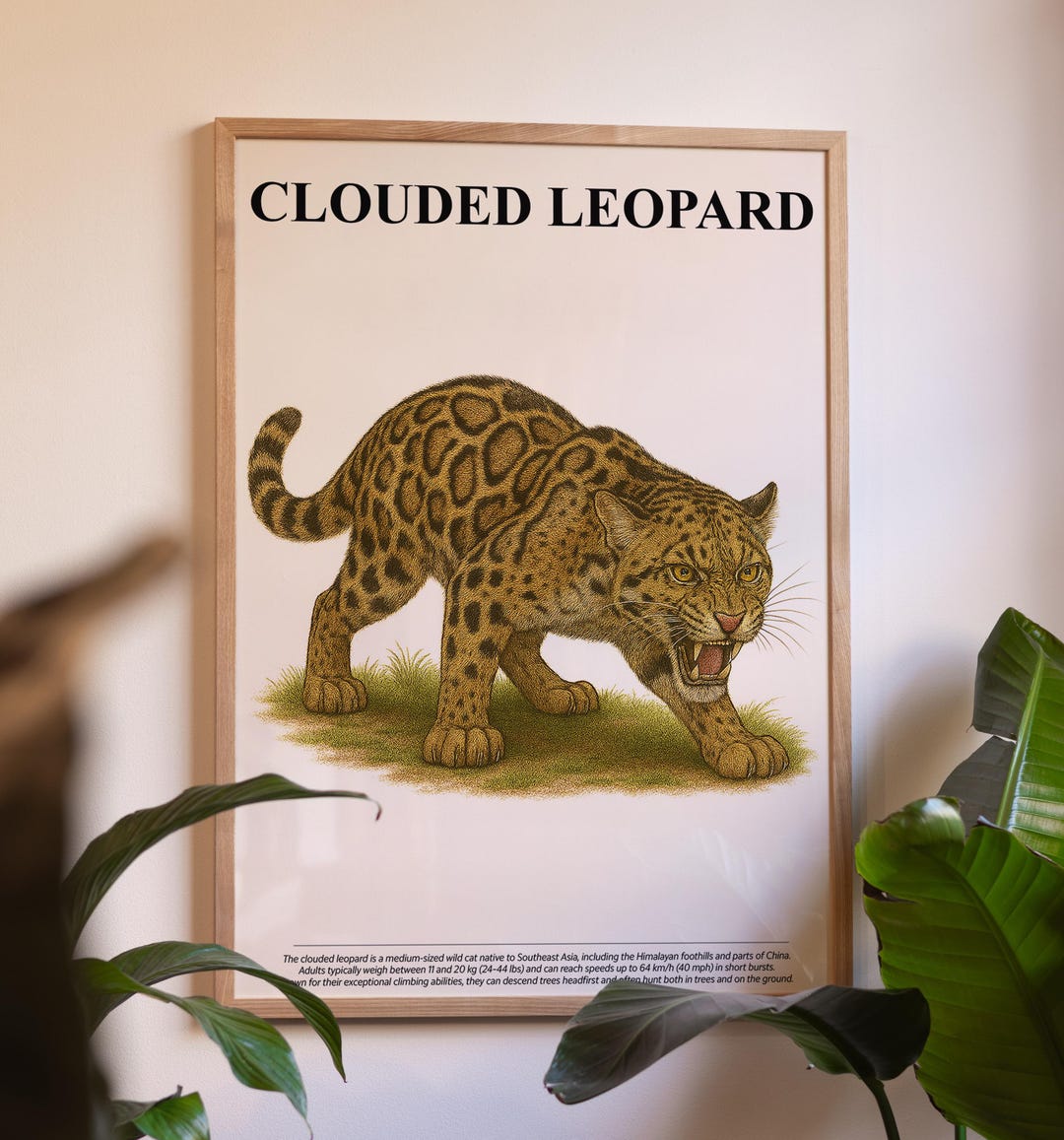 Clouded Leopard Poster – Wildlife Wall Art, Big Cat Illustration ...