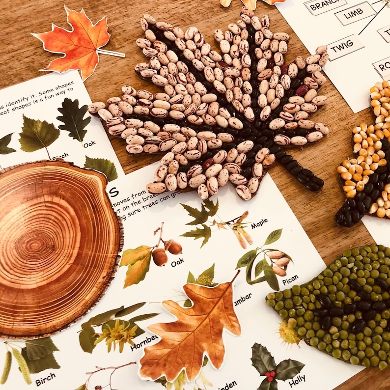 Tree Unit Study for Kids | Homeschool Nature Study Bundle | Anatomy of ...