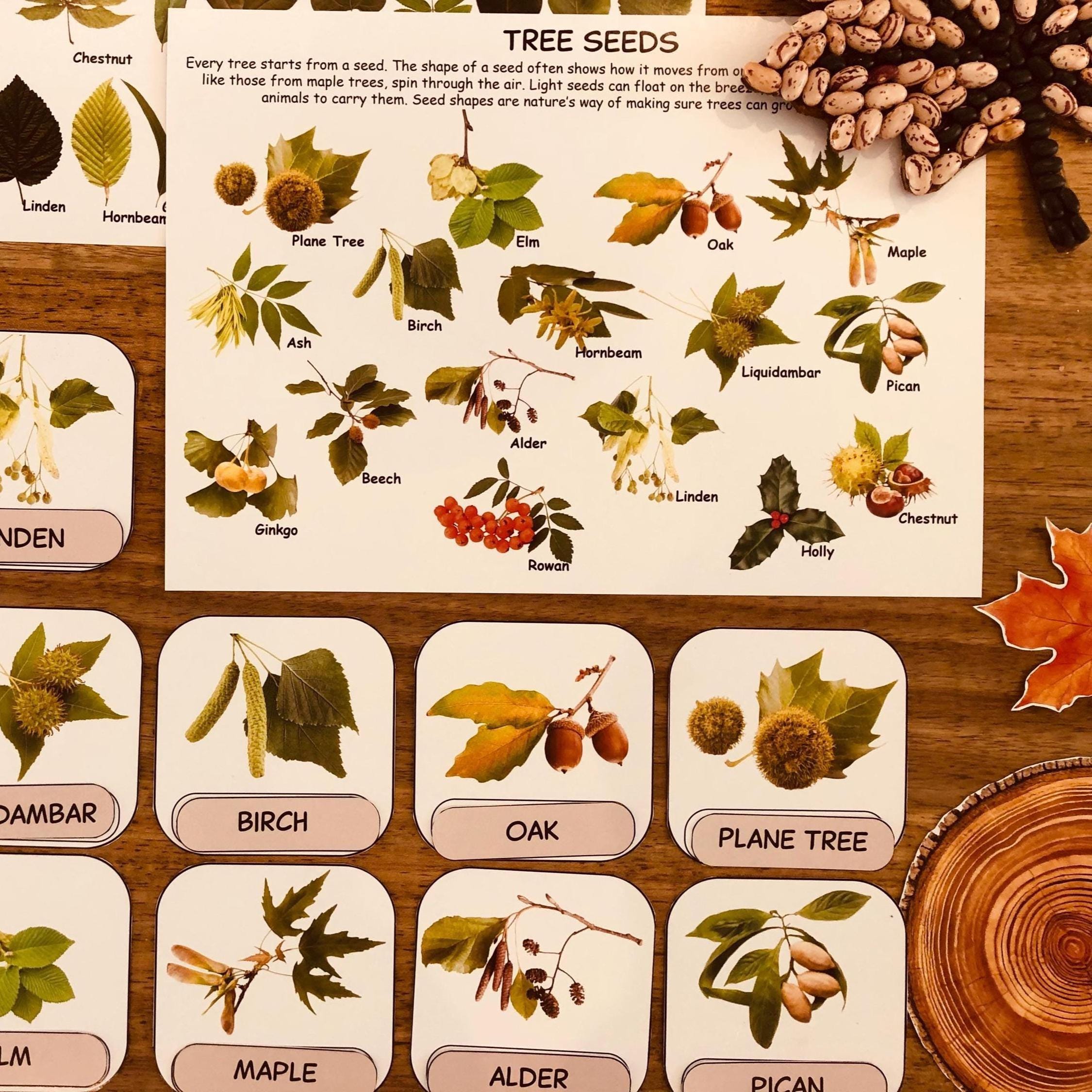 Tree Unit Study for Kids | Homeschool Nature Study Bundle | Anatomy of ...
