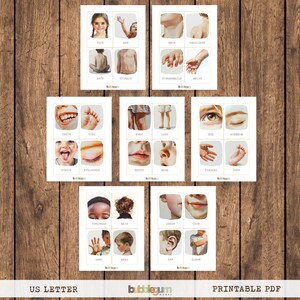 Printable Body Parts Flashcards for Kids – Montessori-inspired Learning ...
