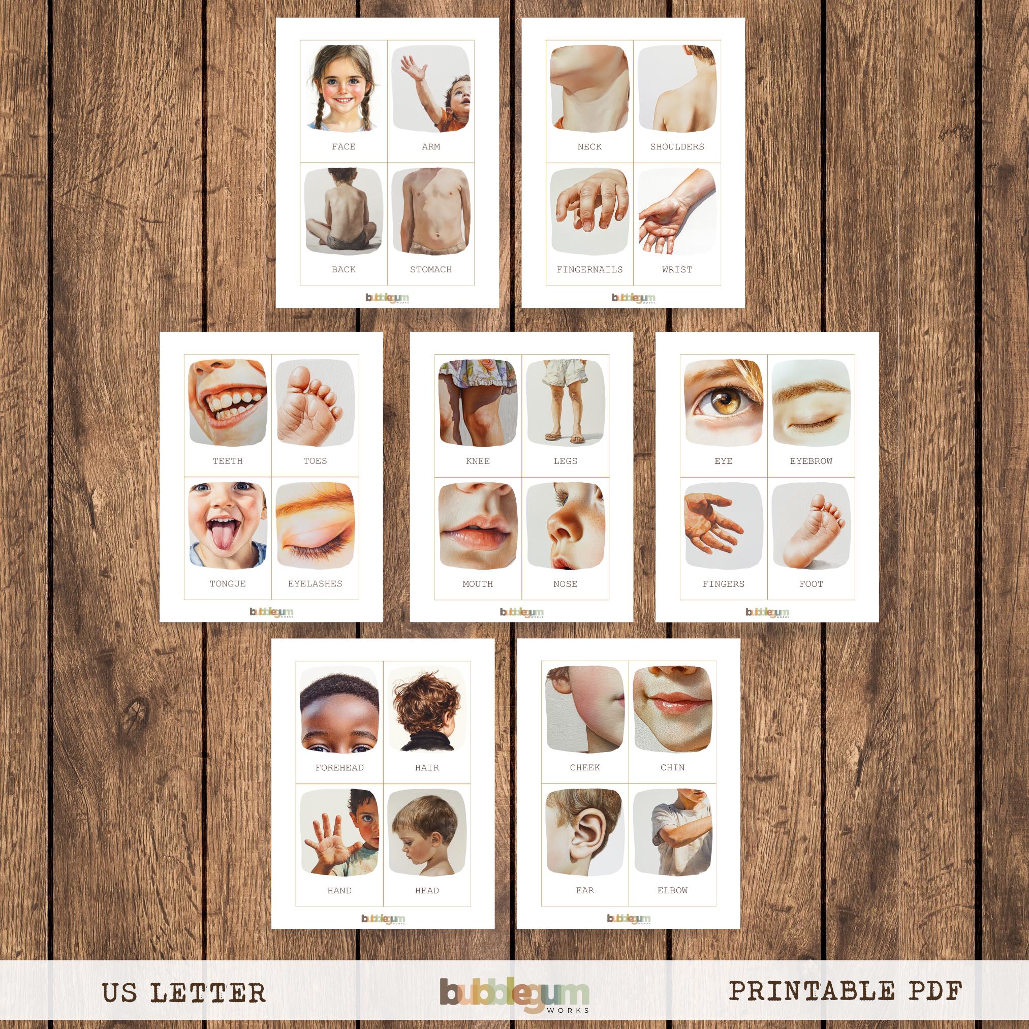 Printable Body Parts Flashcards for Kids – Montessori-inspired Learning ...