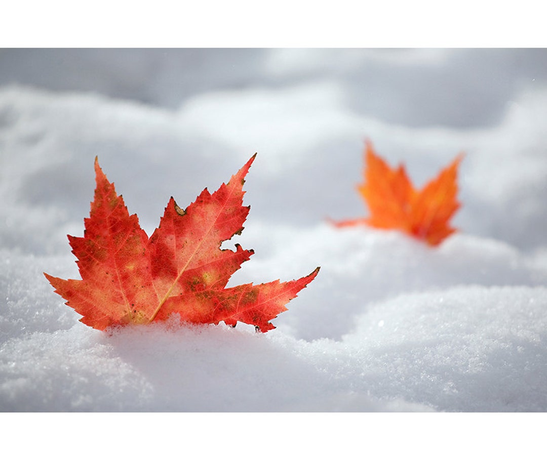 Fall Leaves and Snow, Fine Art Photographic Print, Nature Photography ...