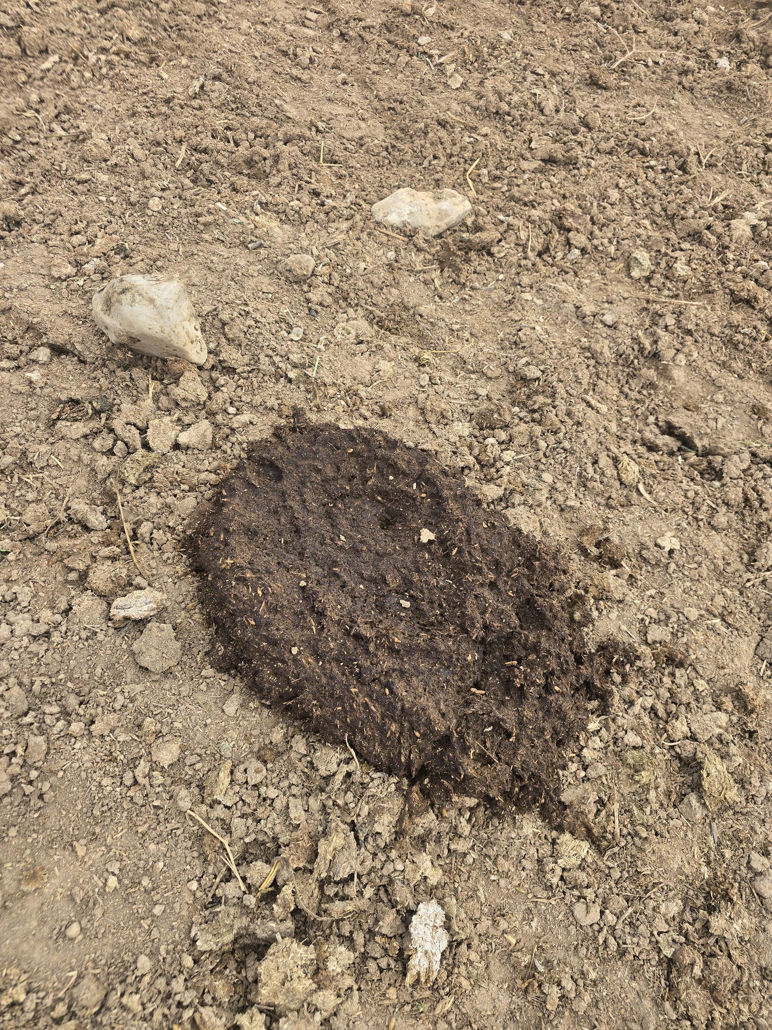 Fertilizer, Cow Pie, Manure, Cow Poop, Fresh, Organic, Authentic, Cow ...