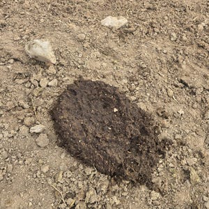 Fertilizer, Cow Pie, Manure, Cow Poop, Fresh, Organic, Authentic, Cow ...