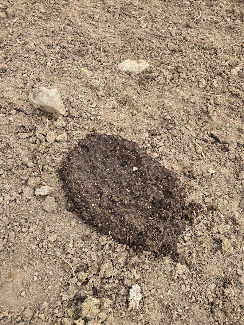 Fertilizer, Cow Pie, Manure, Cow Poop, Fresh, Organic, Authentic, Cow ...