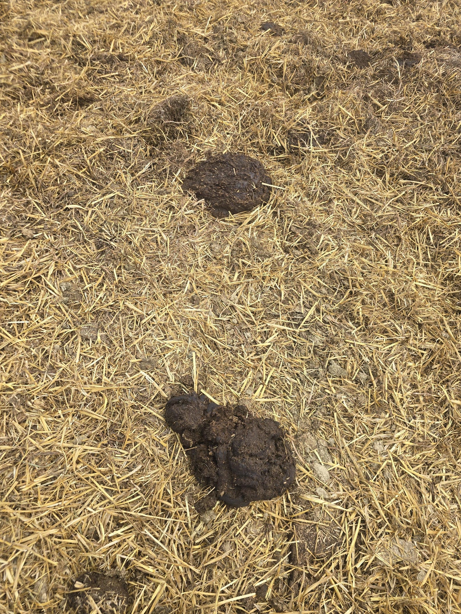 Fertilizer, Cow Pie, Manure, Cow Poop, Fresh, Organic, Authentic, Cow ...