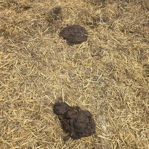 Fertilizer, Cow Pie, Manure, Cow Poop, Fresh, Organic, Authentic, Cow ...