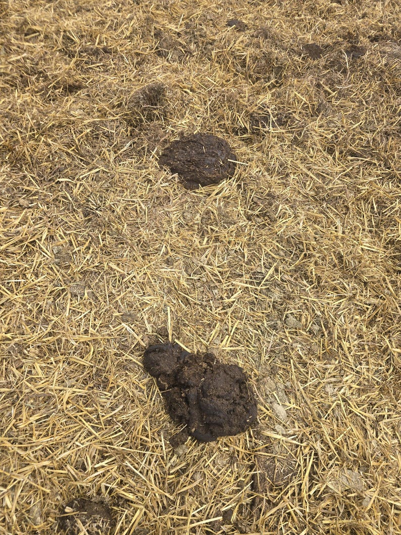 Fertilizer, Cow Pie, Manure, Cow Poop, Fresh, Organic, Authentic, Cow ...