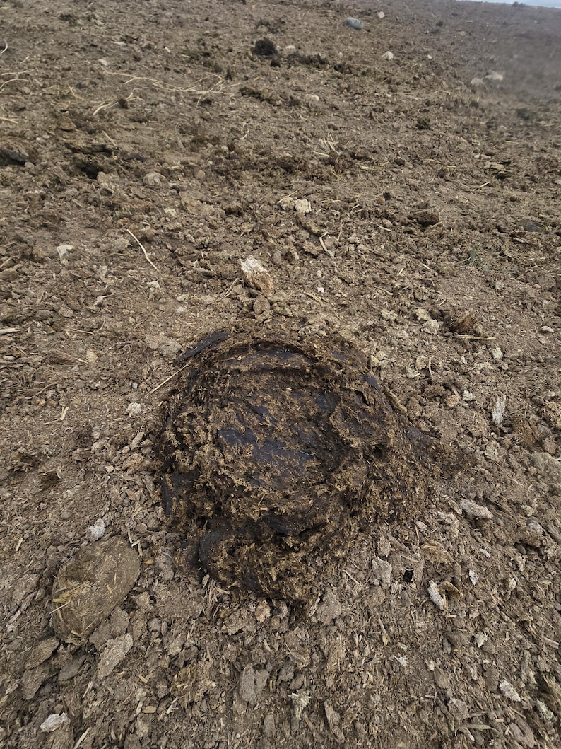 Fertilizer, Cow Pie, Manure, Cow Poop, Fresh, Organic, Authentic, Cow ...