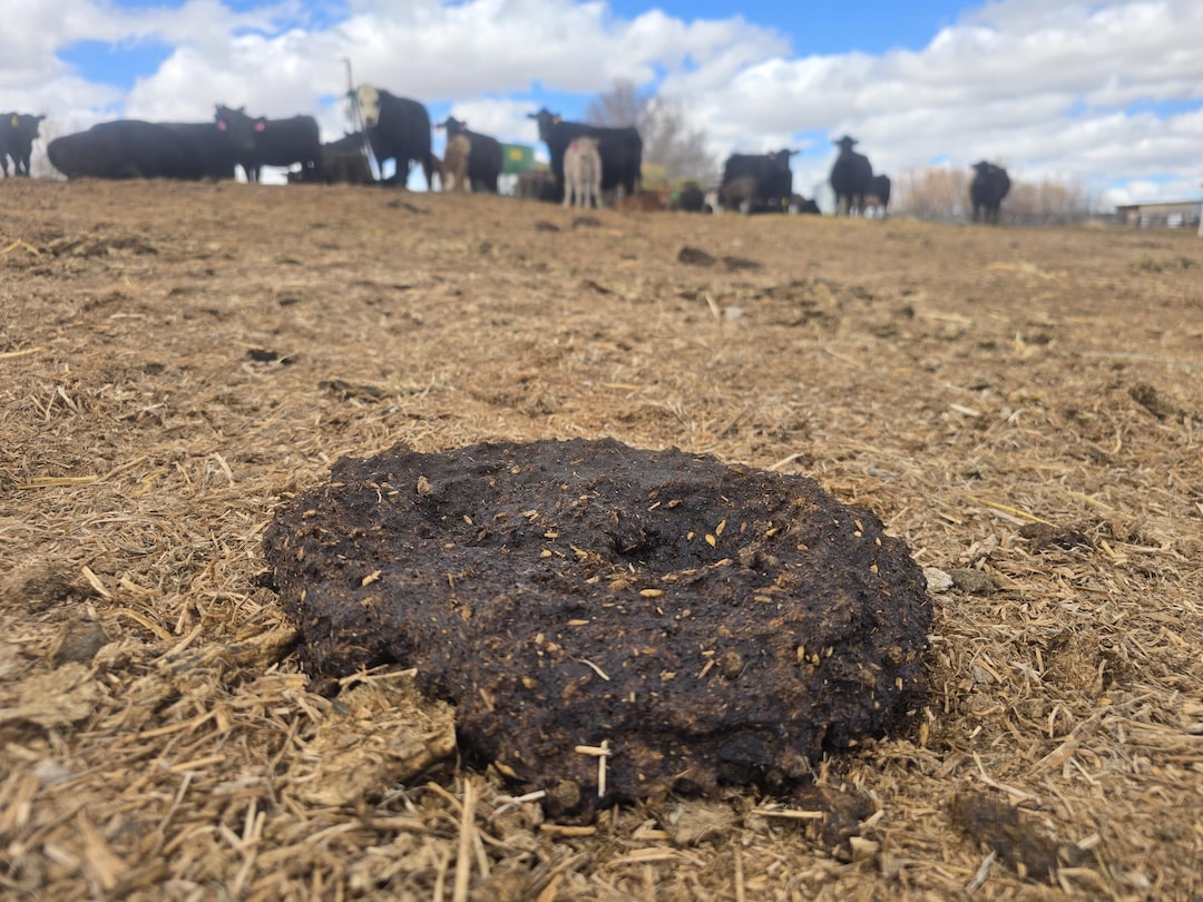 Fertilizer, Cow Pie, Manure, Cow Poop, Fresh, Organic, Authentic, Cow ...