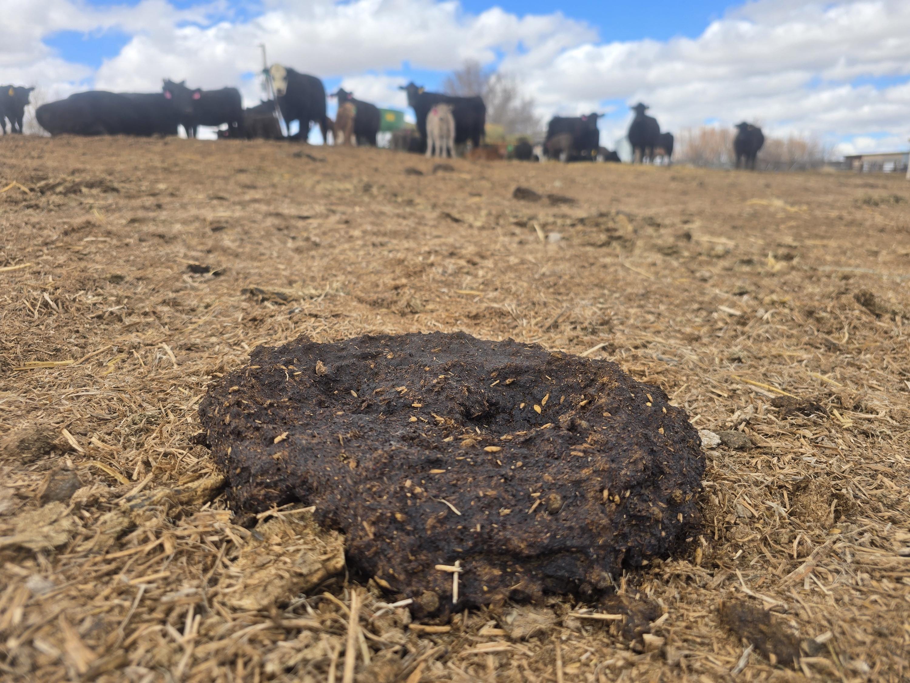 Fertilizer, Cow Pie, Manure, Cow Poop, Fresh, Organic, Authentic, Cow ...