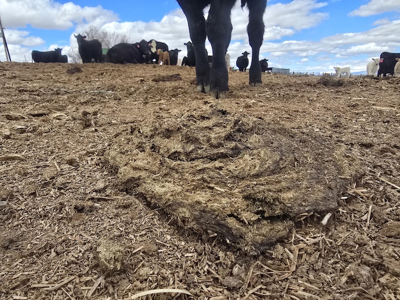Fertilizer, Cow Pie, Manure, Cow Poop, Fresh, Organic, Authentic, Cow ...