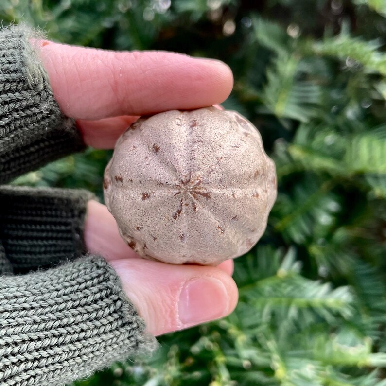 Frosted Acorn Ceramic Rattle - Etsy
