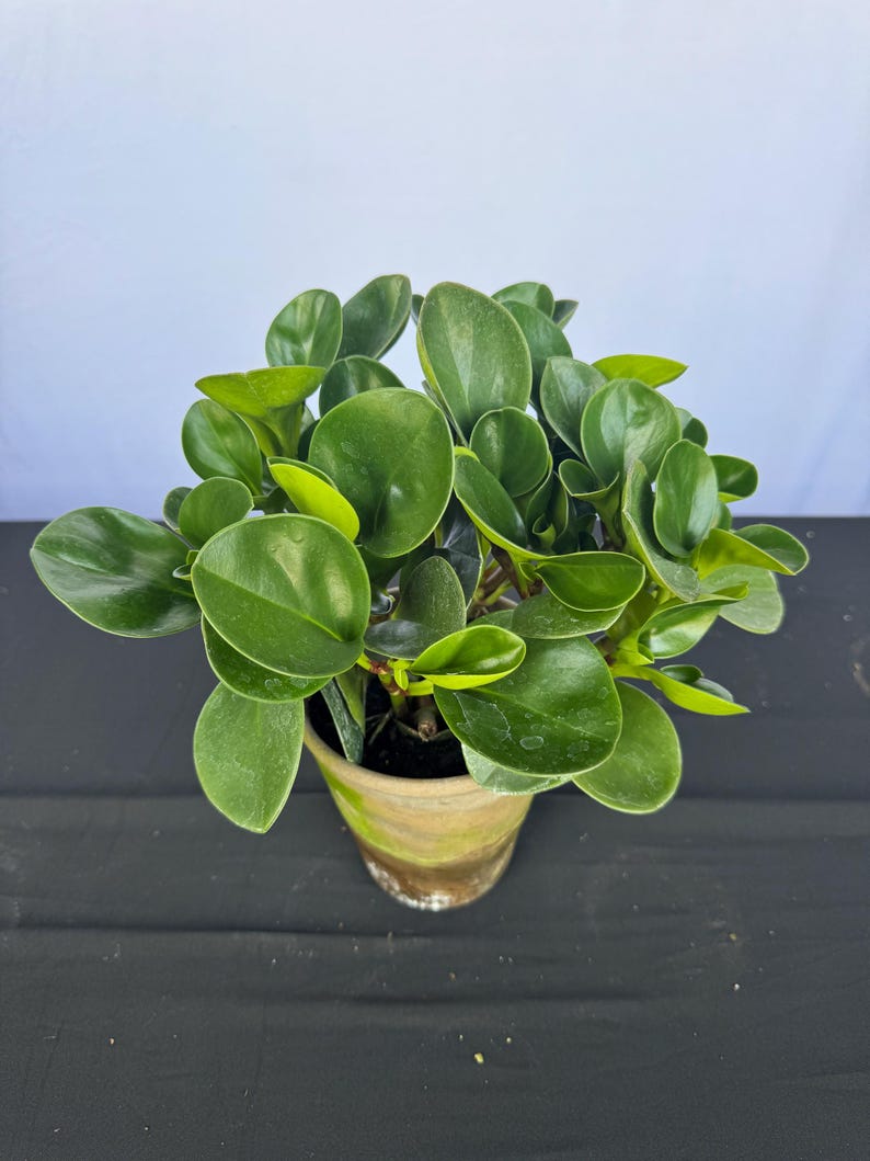 Live Baby Rubber Plant - Etsy