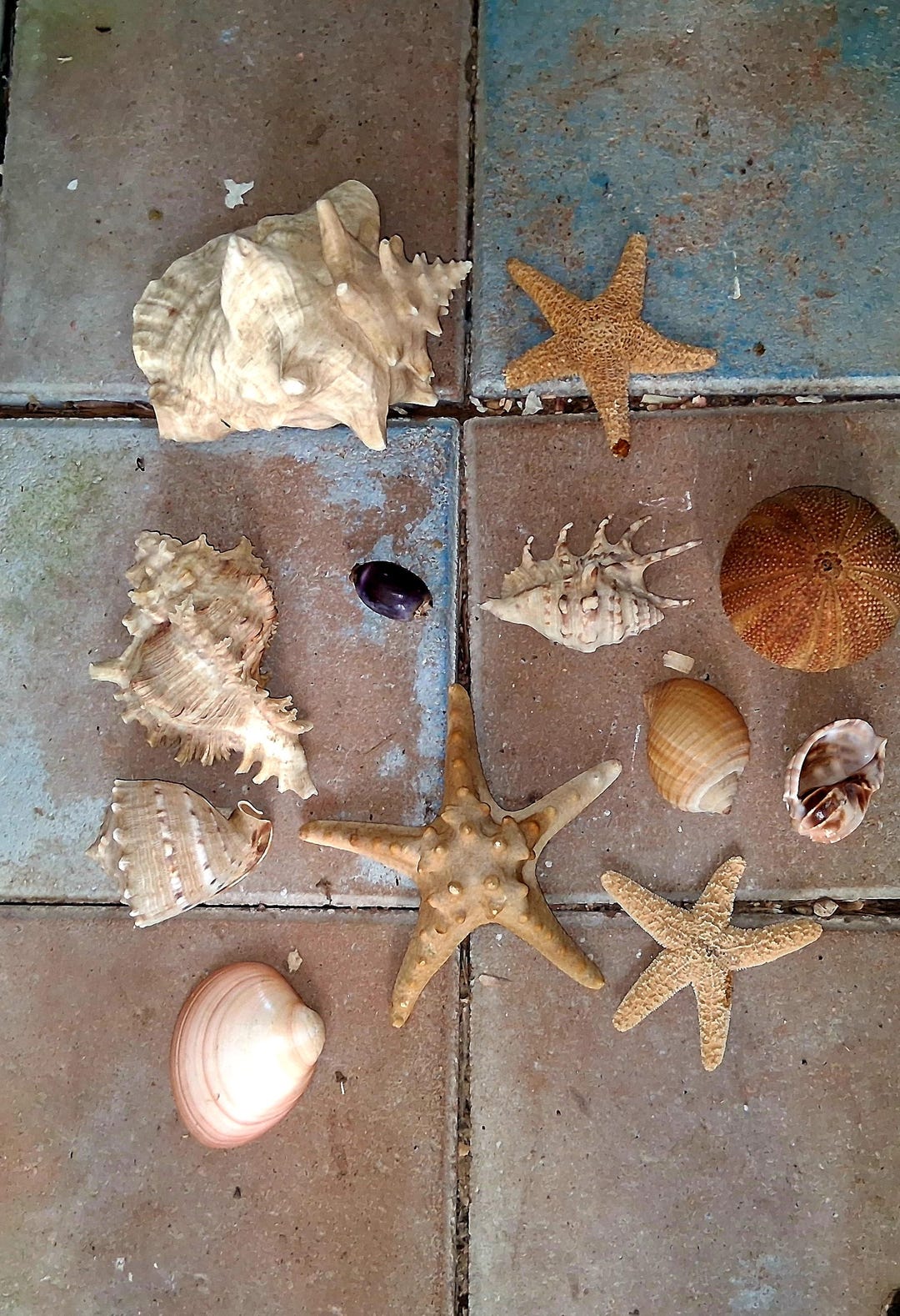 Large & in Charge Sea Shells - Etsy
