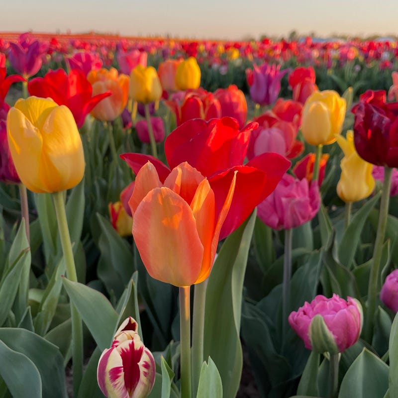 Tulip Fields - Etsy