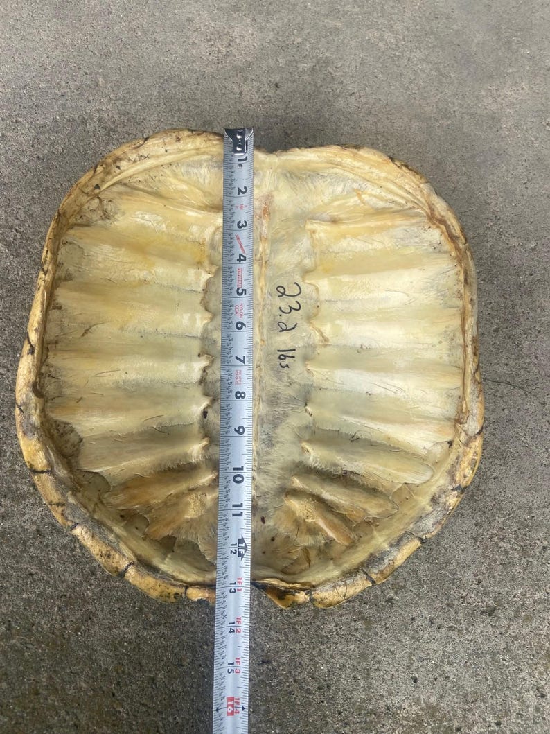 SNAPPING TURTLE SHELL - Etsy