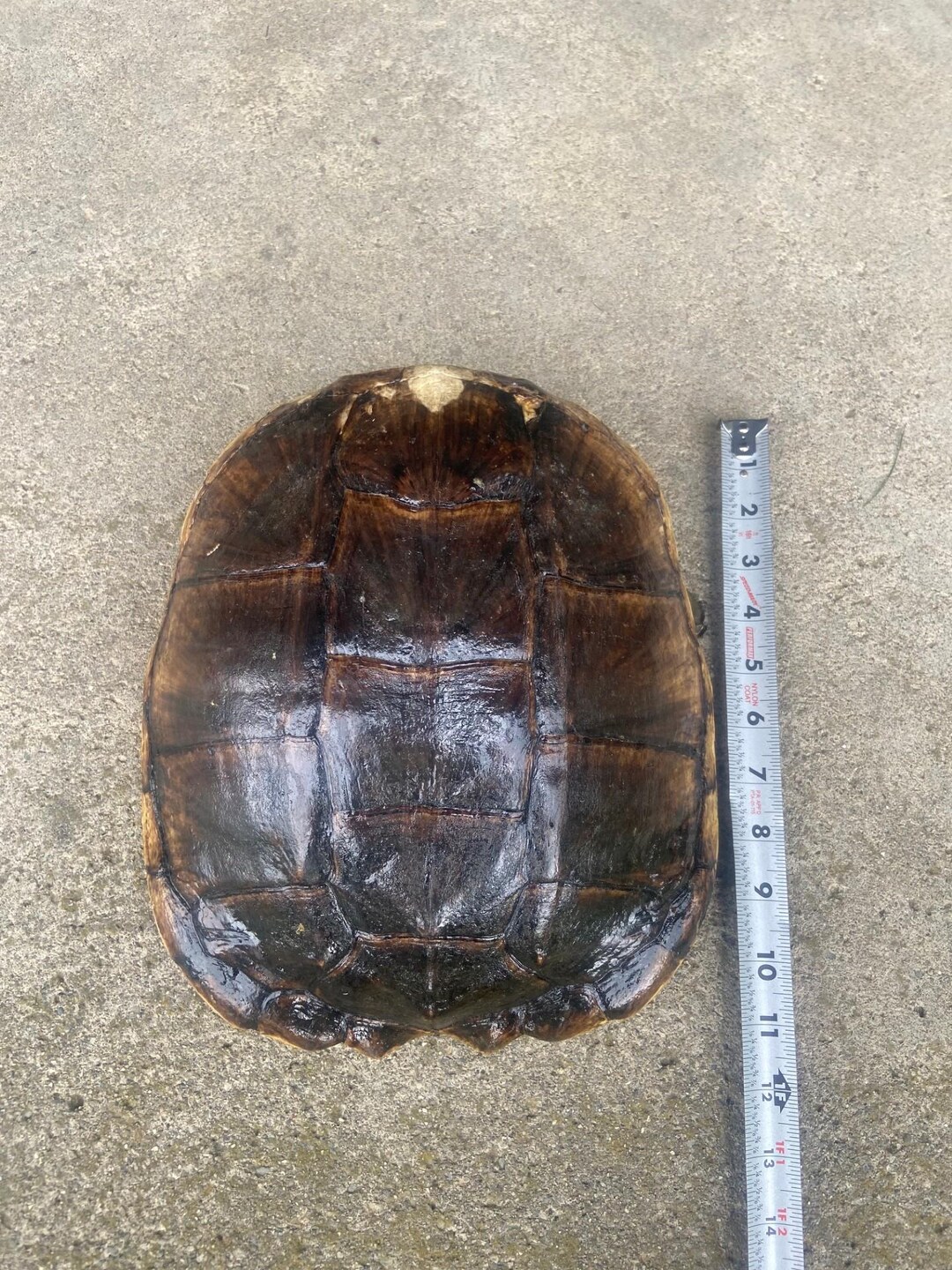 SNAPPING TURTLE SHELL - Etsy