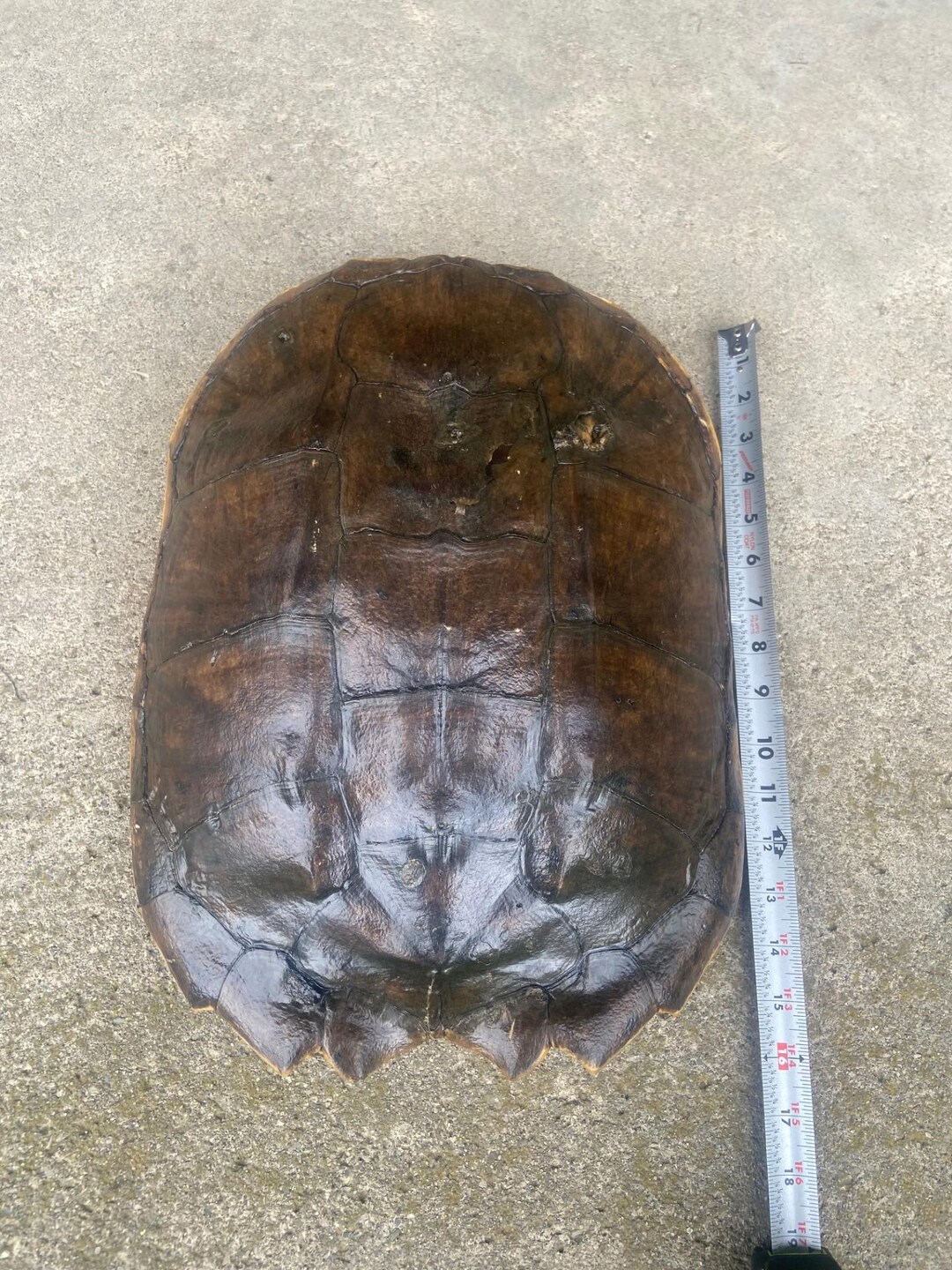 SNAPPING TURTLE SHELL 15" - Etsy
