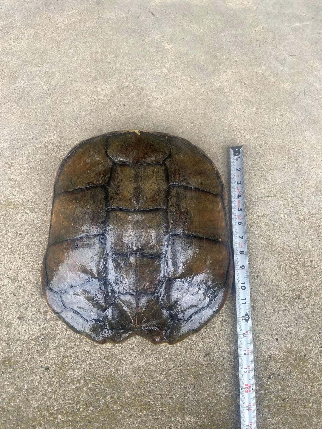 SNAPPING TURTLE SHELL - Etsy